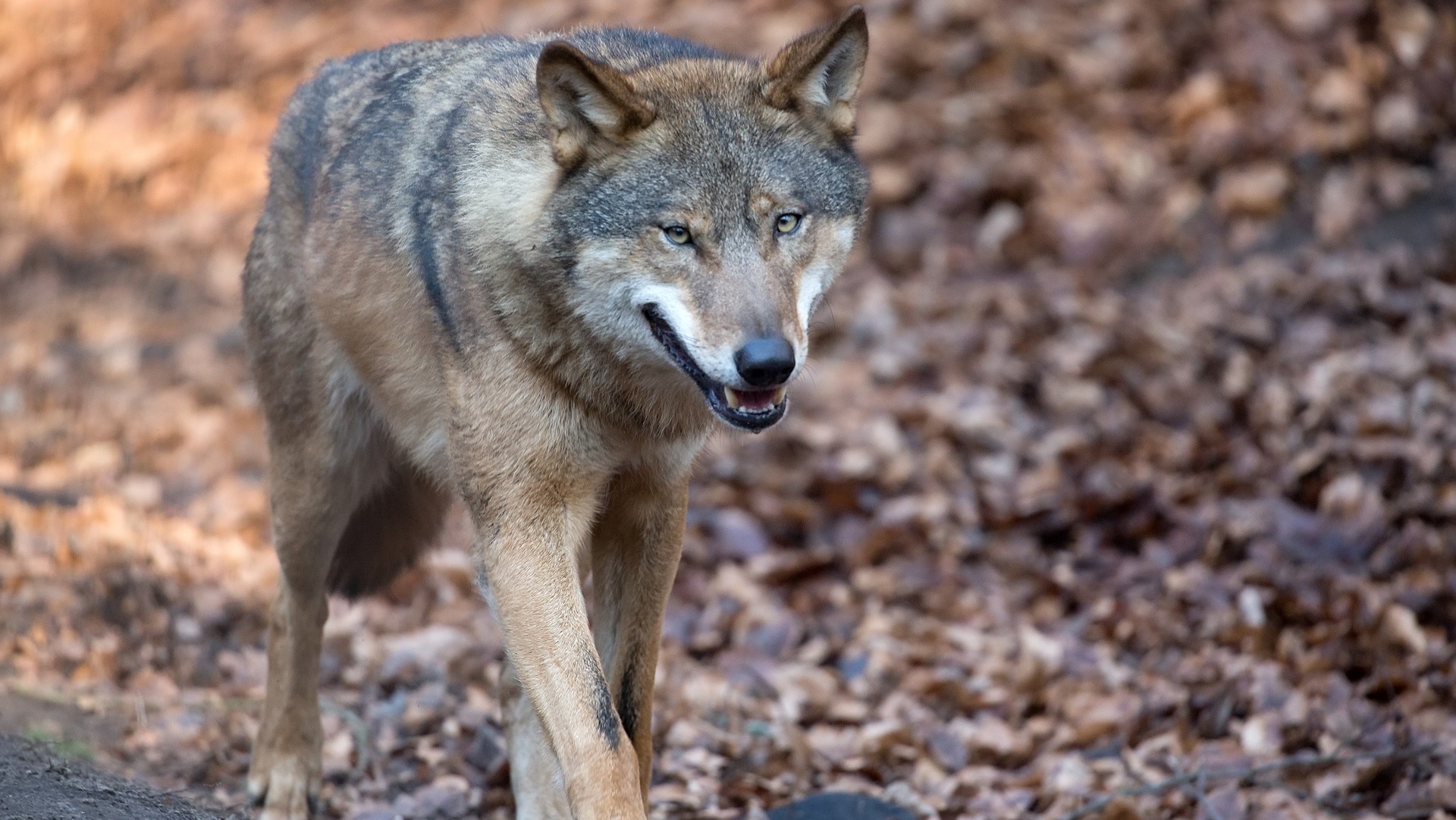 Gemeenten in Utrecht: blijf uit bos- en natuurgebied om wolf Bram ...
